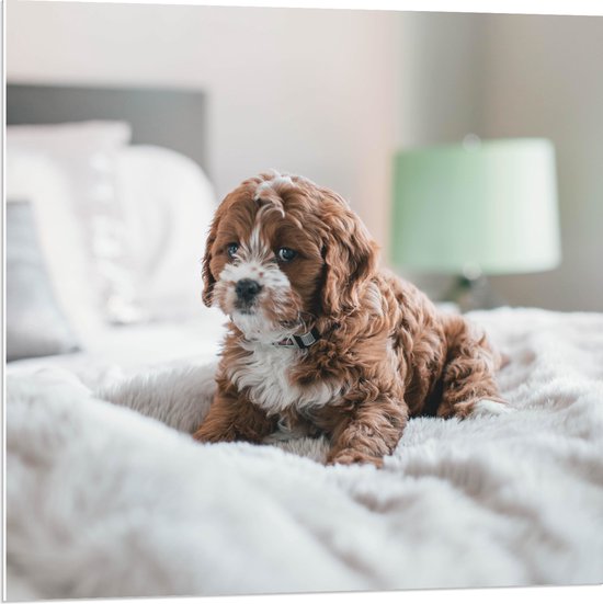 PVC Schuimplaat - Onschuldig Kijkende Cavapoo Puppy op Deken op Bed - 80x80 cm Foto op... | bol.com