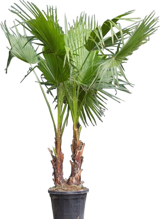 2 stuks! Mexicaanse waaierpalm duostam Washingtonia robusta 162,5 cm | bol