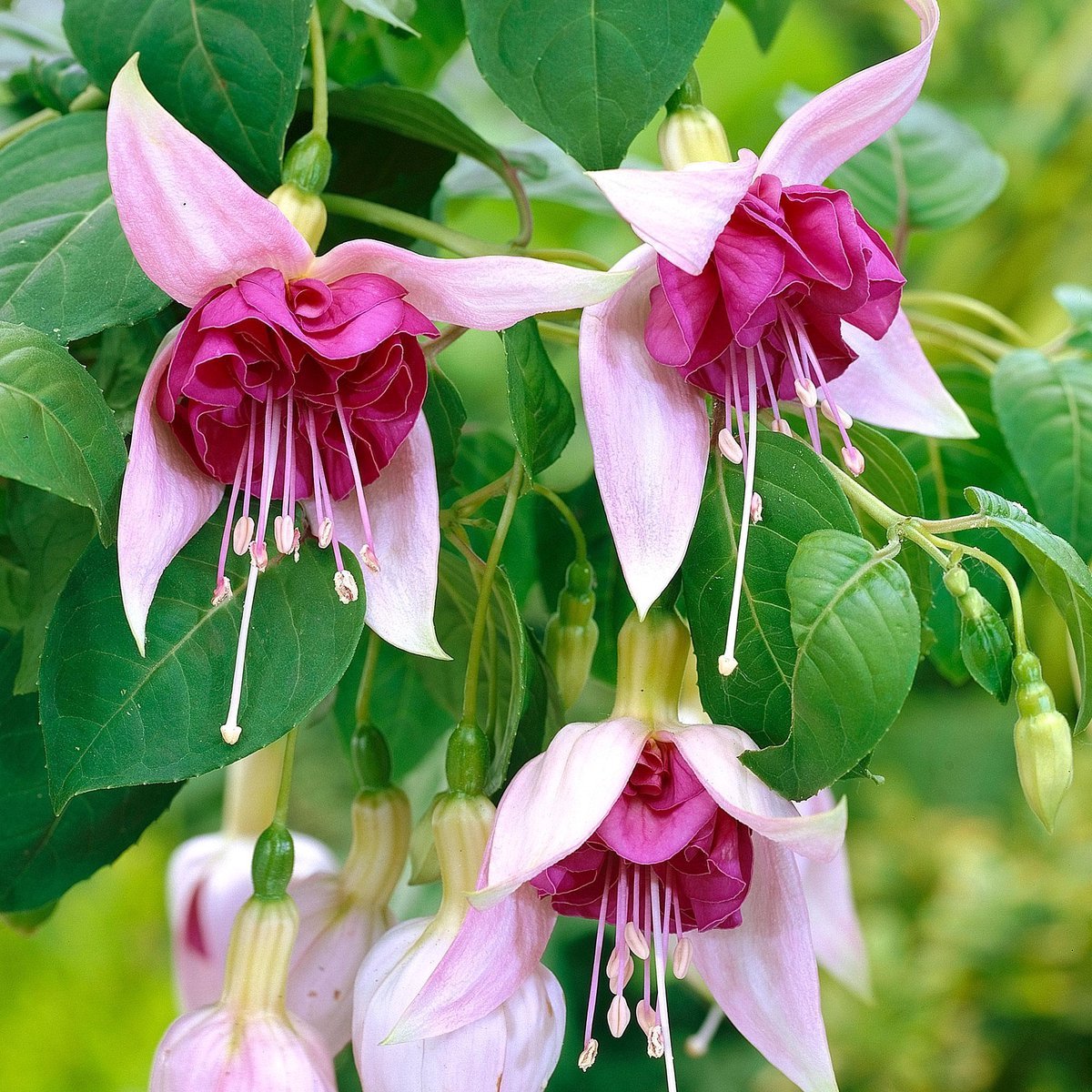 Garden Select - Fuchsia 'Bella Rosella' | 6 stuks - Wit / Roze - Tuin ...