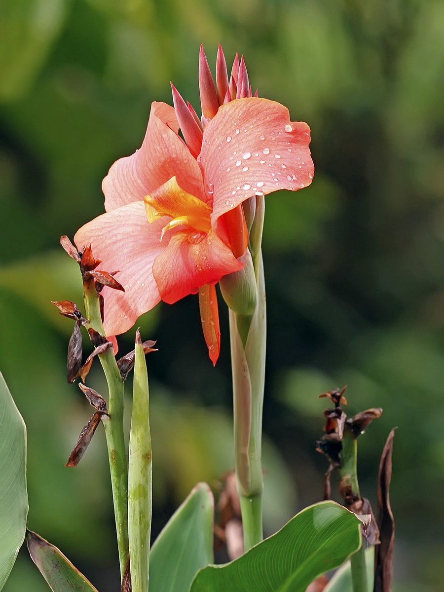 4x Bloemriet 'Canna peach blush' - BULBi® bloembollen en planten met bloeigarantie | bol.com