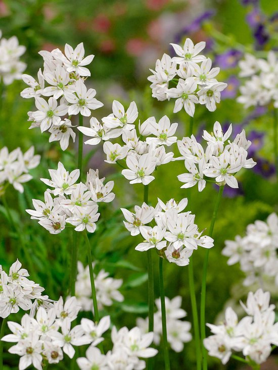 50x Allium 'Neapolitanum' - BULBi® bloembollen en planten met ...
