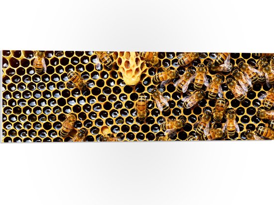 PVC Schuimplaat- Kolonie van Bijen in Honinggraat - 90x30 cm Foto op ...