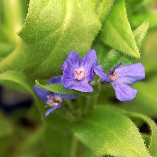 6x Ossetong - Anchusa azurea ‘Loddon Royalist’ - Pot 9x9cm | bol