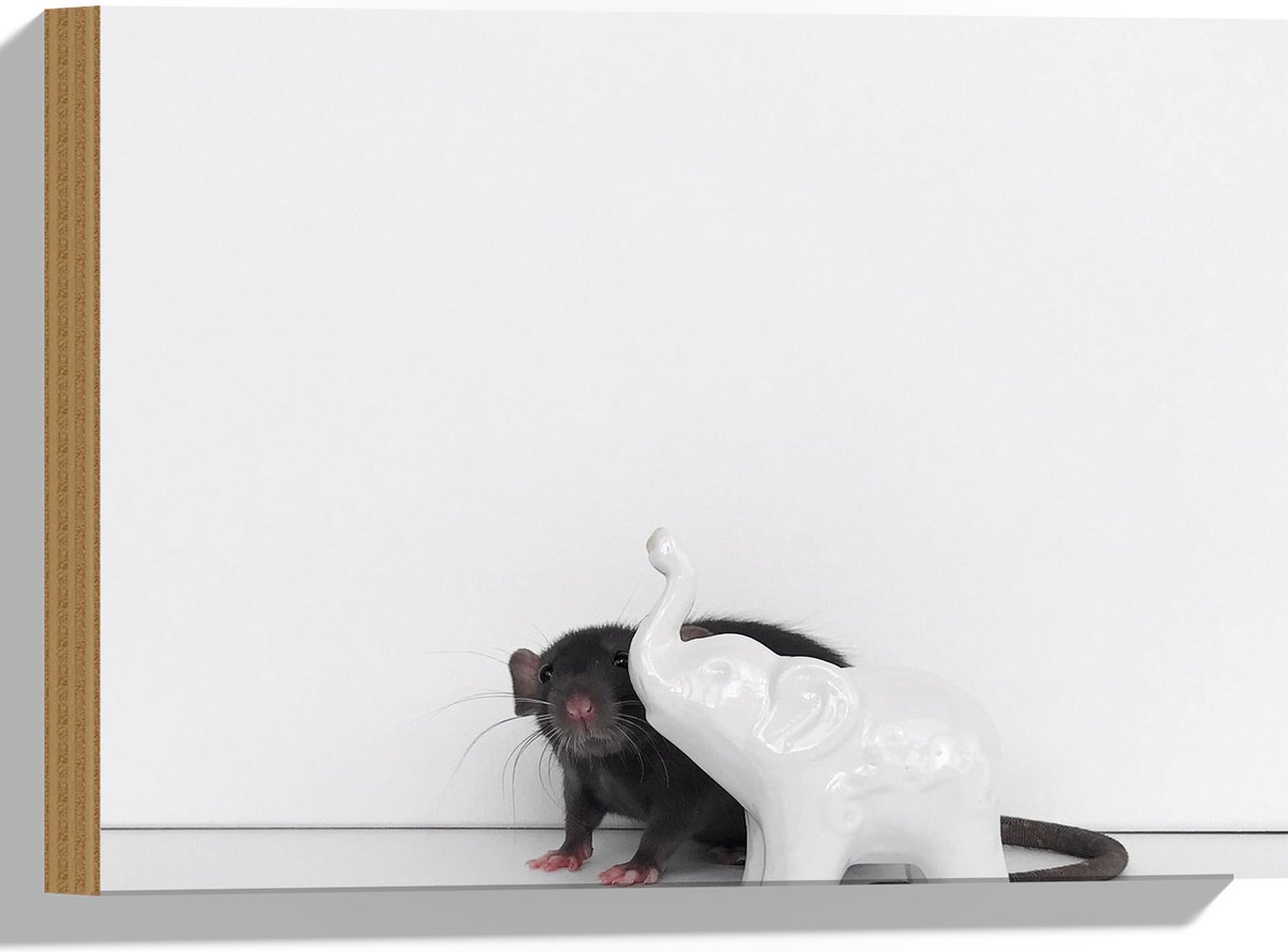 Hout - Grijze Muis bij Miniatuur Olifanten Beeldje tegen Witte Muur ...