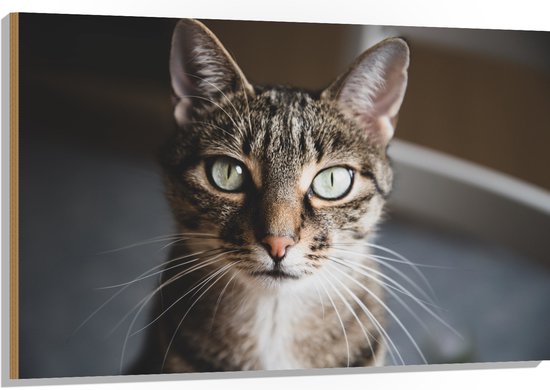 Hout - Aankijkende Bruine Kat met Groene Ogen en Zwarte Contouren in ...