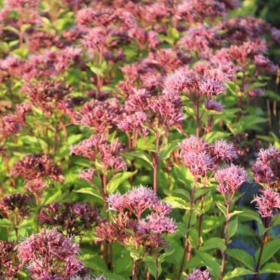6x Koninginnekruid - Eupatorium maculatum 'Phantom'® - Pot 9x9cm | bol