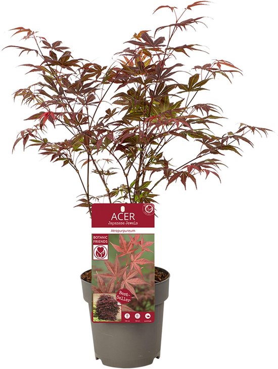 Hello Plants Acer Palmatum Atropurpureum Japanse Esdoorn - Struik ...