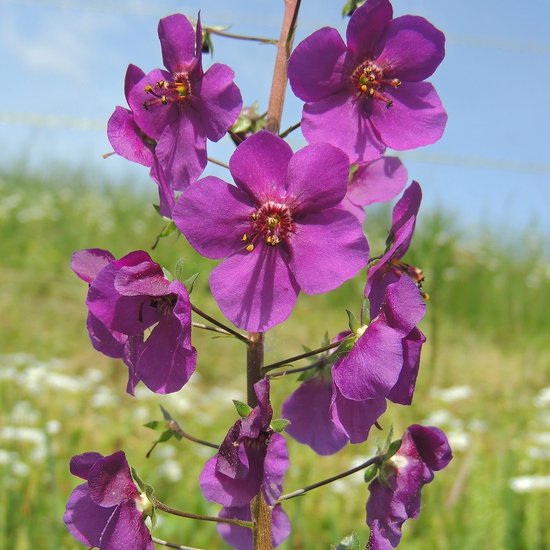 6x Toorts - Verbascum phoeniceum - Pot 9x9cm | bol