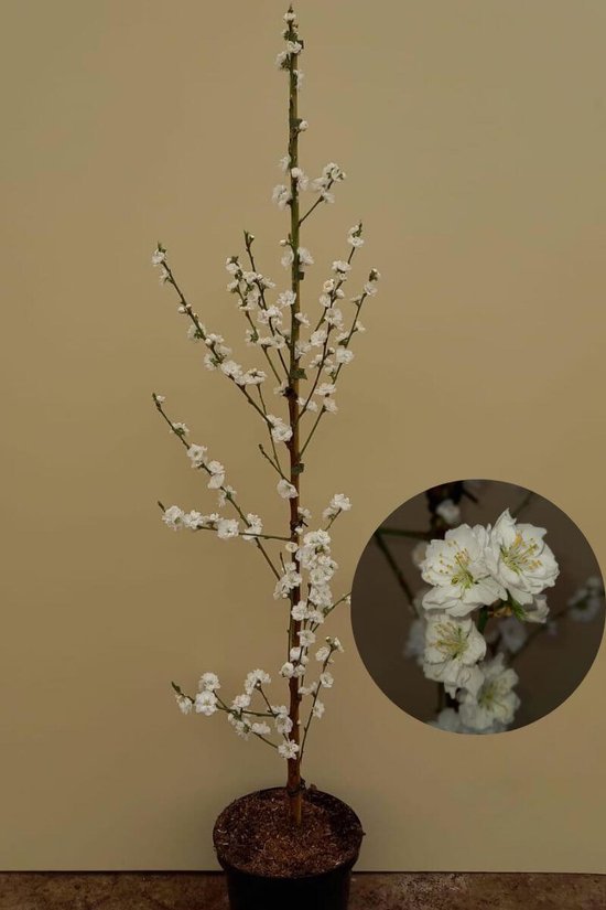 Jonge Zuilvormige Perzikboom | Prunus persica 'Terute-Shiro' | 150 ...