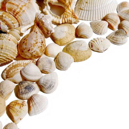 Poster / Papier - Zee / Water - Schelpjes in beige / bruin / wit ...