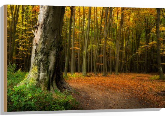 Hout - Grote Dikke Oude Boom in het Midden van Herfstbos - 90x60 cm - 9 ...