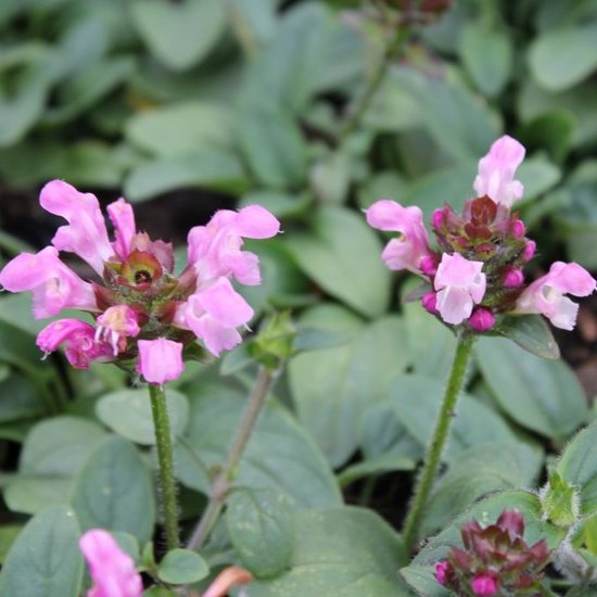6x Brunel - Prunella grandiflora ‘Pink Loveliness’ - Pot 9x9cm | bol