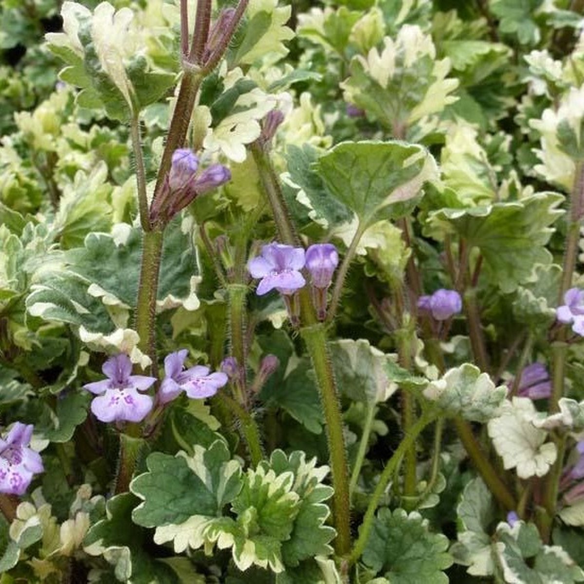 6x Hondsdraf - Glechoma hederacea ‘Variegata’ - Pot 9x9cm | bol.com