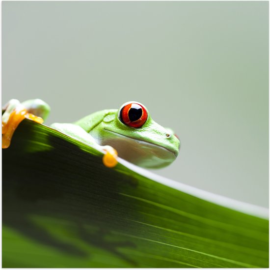 Poster Glanzend – Gifgroene Kikker met Rode Ogen Spiekend achter Groen ...