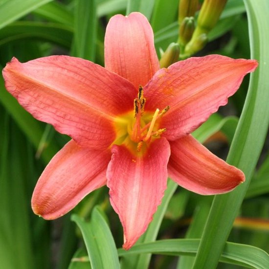 6x Daglelie - Hemerocallis ‘Pink Damask’ - Pot 9x9cm | bol