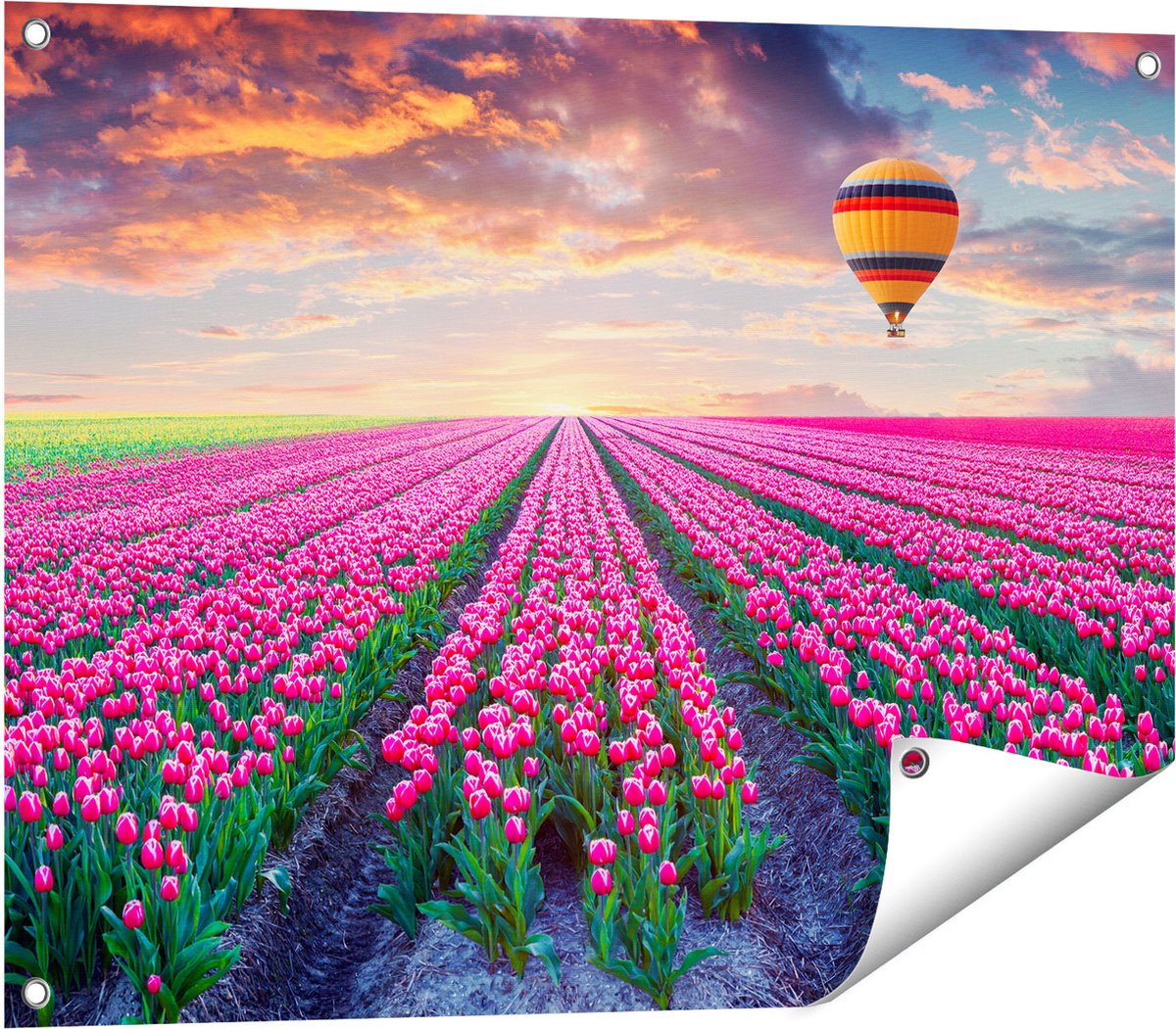 Gards Affiche jardin Champ de fleurs avec tulipes roses - Montgolfière ...