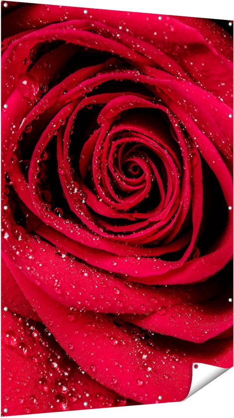 Gards Tuinposter Rode Roos met Waterdruppels - Bloem - 120x180 cm ...