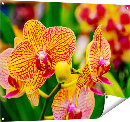 Gards Tuinposter Geel Rode Orchidee Bloemen - 100x80 cm - Tuindoek ...