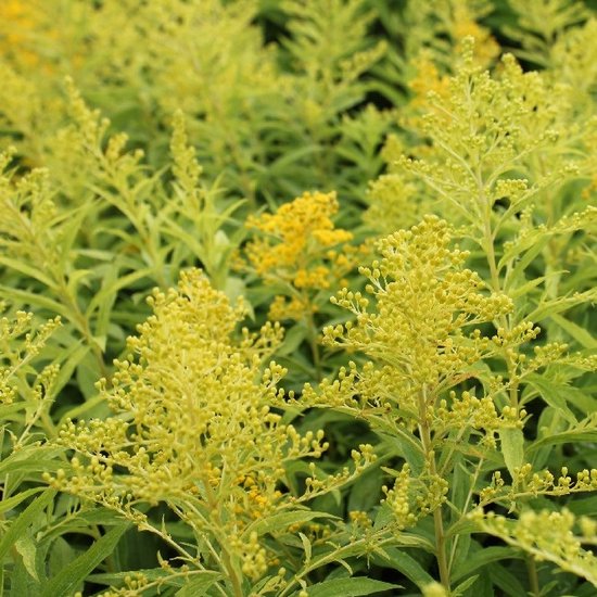 6x Guldenroede - Solidago ‘Golden Mosa’ - Pot 9x9cm | bol