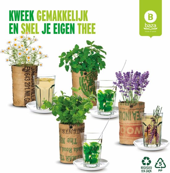 Baza Theekruiden Kweek Pakket | bol.com