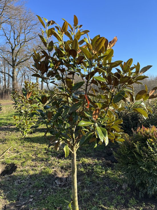 Magnolia grandiflora 'Gallissoniere' Beverboom op stam 175-200cm | bol.com