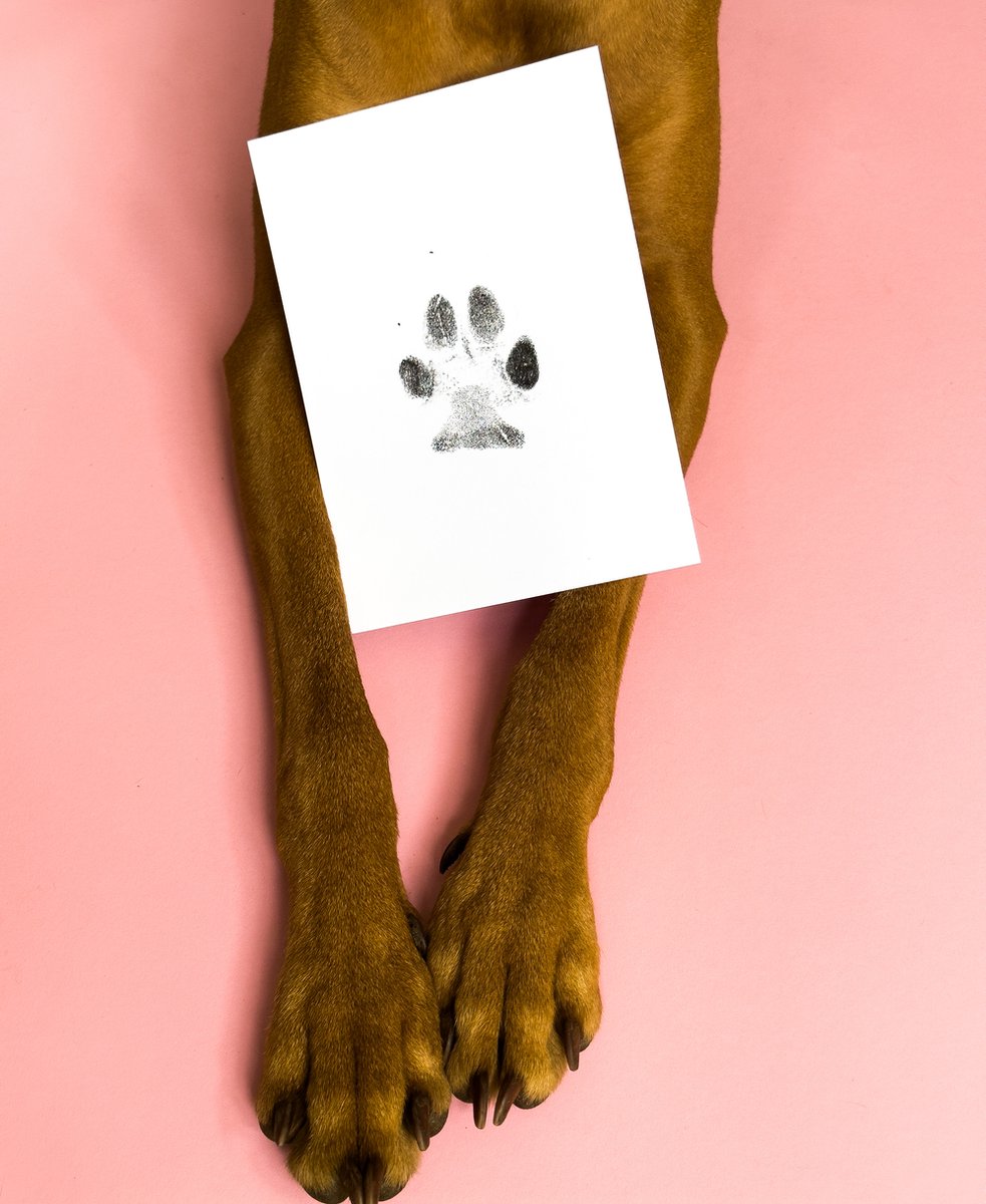 Pootafdruk Stempel S - Honden pootafdruk maken - Veilig voor dieren ...