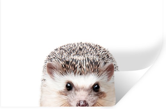 Muurstickers - Sticker Folie - Egel - Dieren - Natuur - Wit - 60x40 cm ...