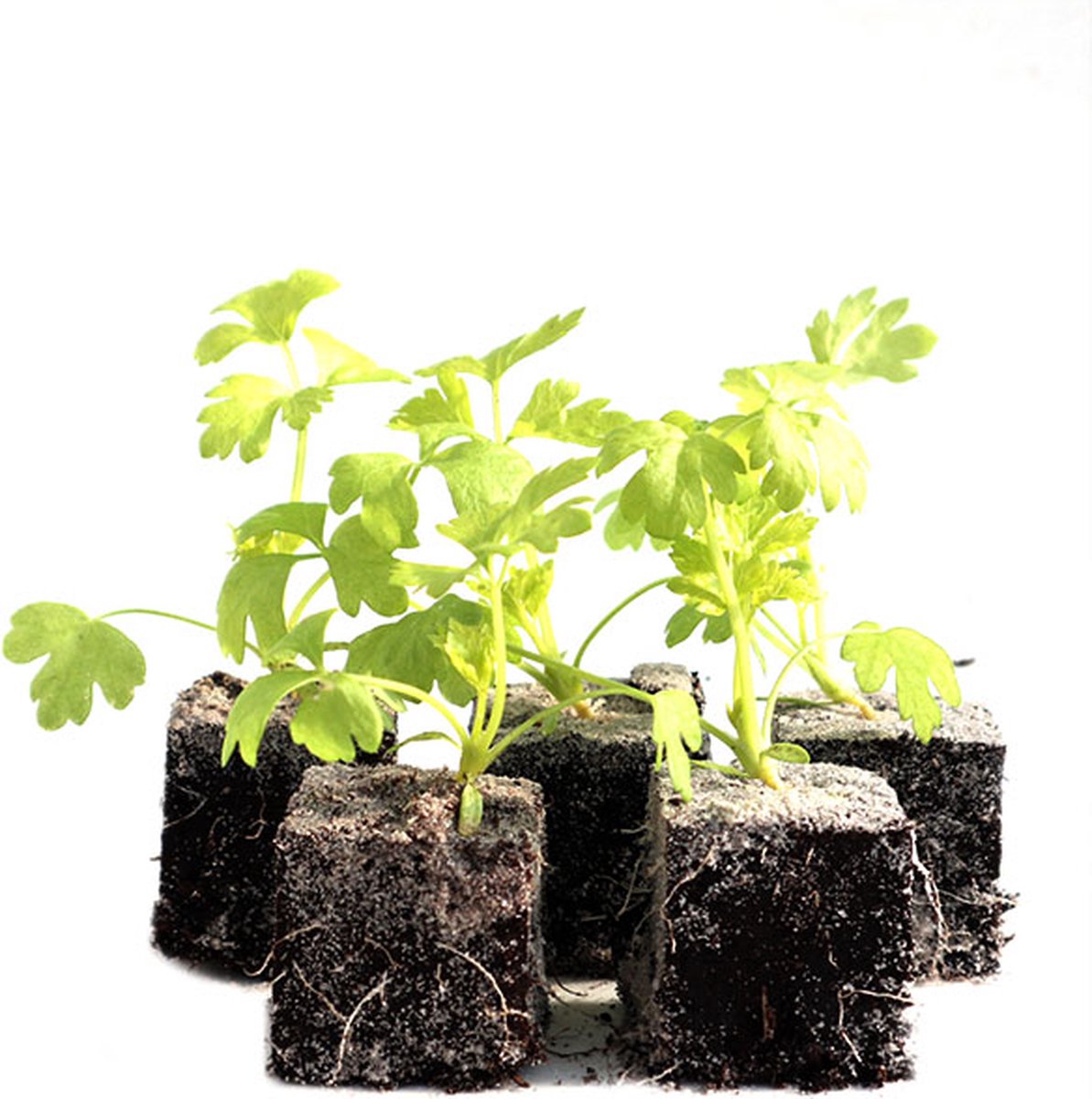 Witte selder plantjes - zelf groente kweken - moestuin - 10 planten | bol.com