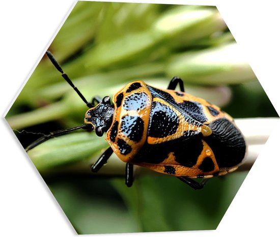 PVC Schuimplaat Hexagon - Zwart met Geel Schildwants Insect op Kleine ...