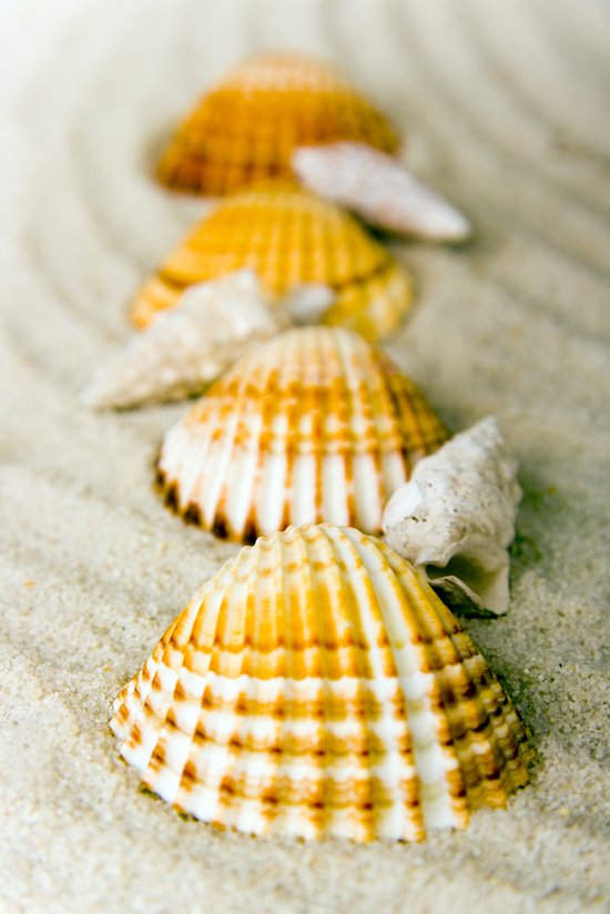 Poster / Papier - Zee / Water - Strand in bruin / beige / wit / zwart ...