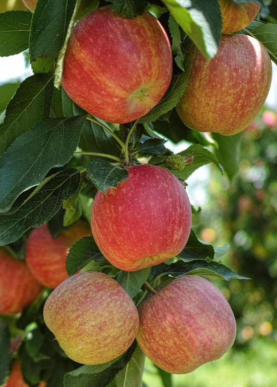 Hello Plants Malus Domestica Gala Appelboom - Fruitboom - Ø 23 cm ...