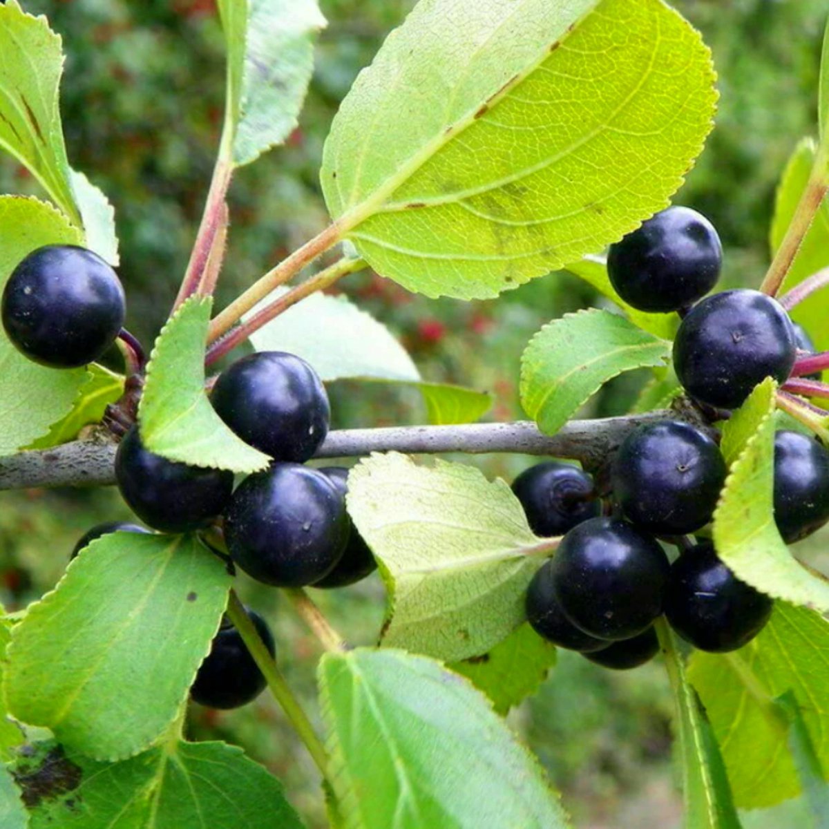 Wegedoorn - Rhamnus cathartica - Tuinplant - Haagplant - Buitenplant ...