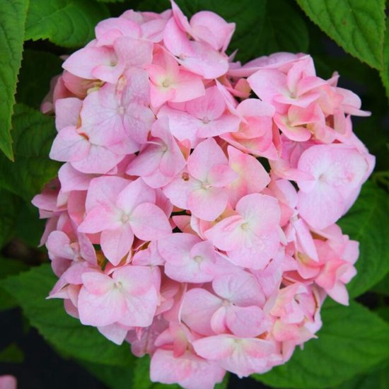Hortensia - De Hydrangea Macrophylla 'Bouquet Rose' - Buitenplant ...