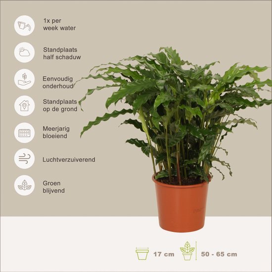 Calathea Blue Grass in sierpot Liam Groen – luchtzuiverende kamerplant ...