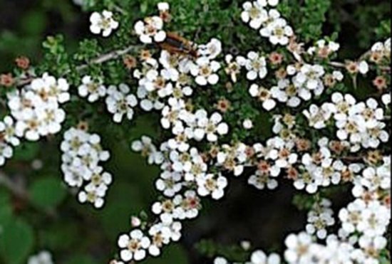 Cotoneaster microphyllus - Kleinbladige Dwergmispel 30 - 40 cm in pot | bol