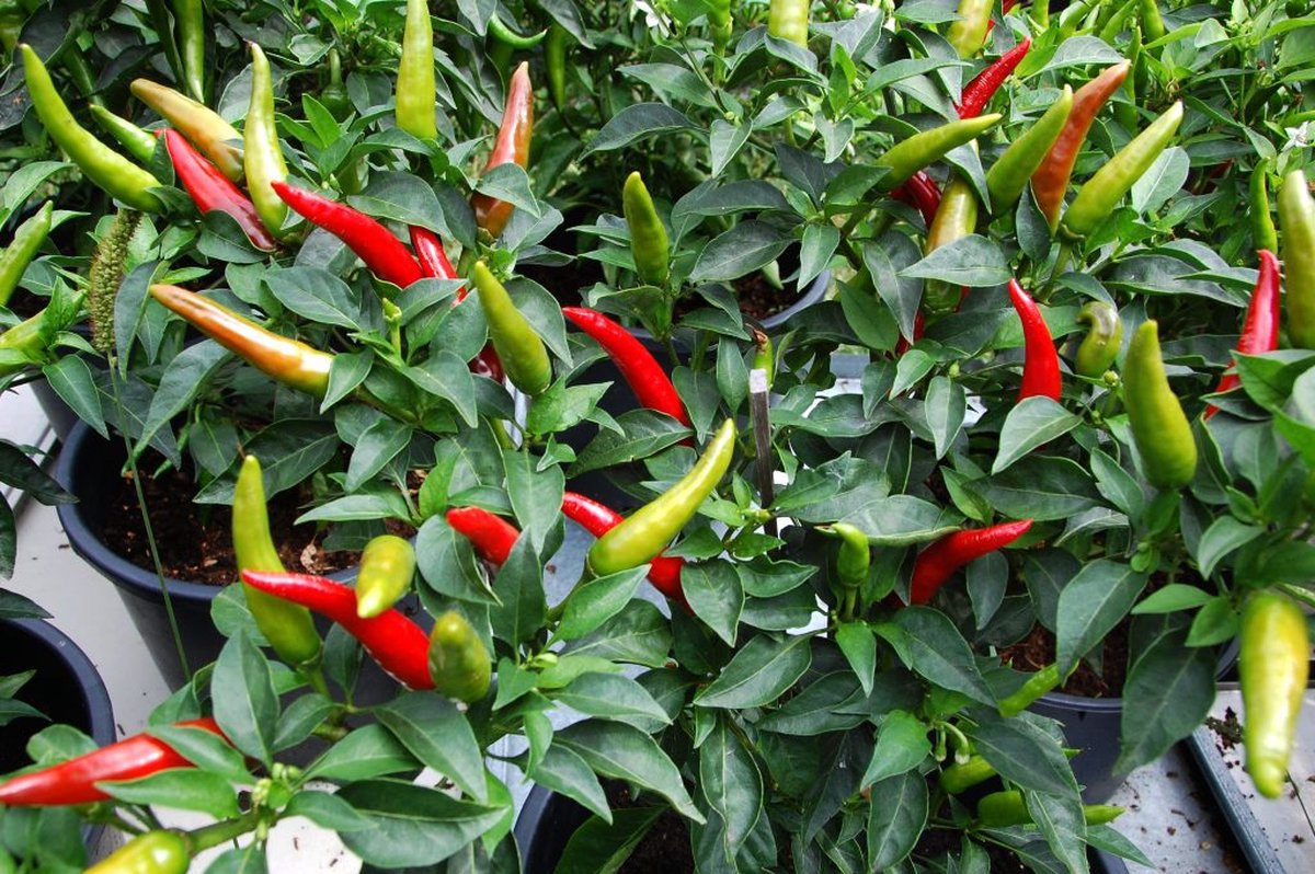 Rawit peper zaden. Voor het zelf kweken in moestuin, op balkon of in de ...