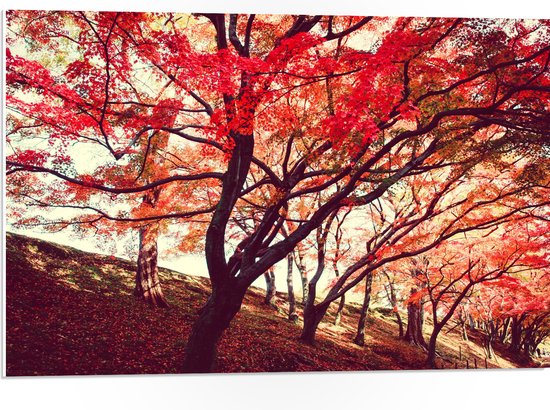 PVC Schuimplaat- Bomen met Rode Bladeren - 75x50 cm Foto op PVC ...