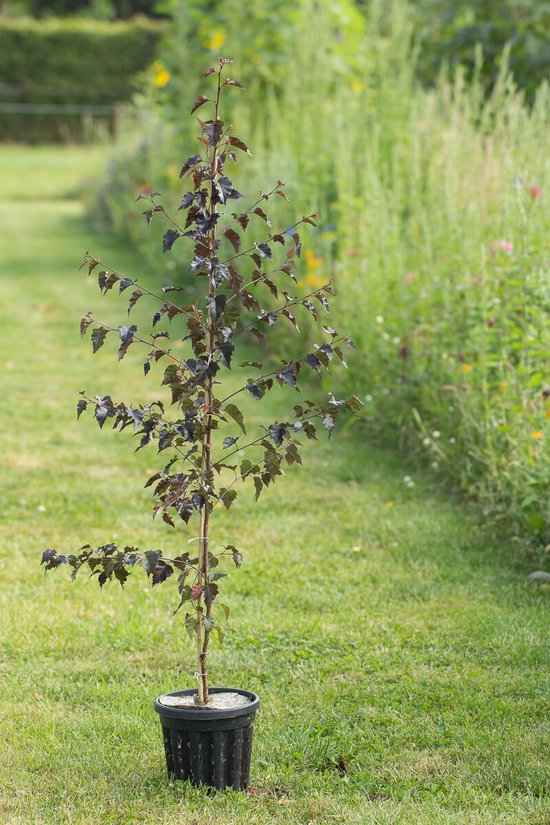 Jonge Roodbladige Berk boom | Betula pendula 'Royal Frost' | 30-40cm ...