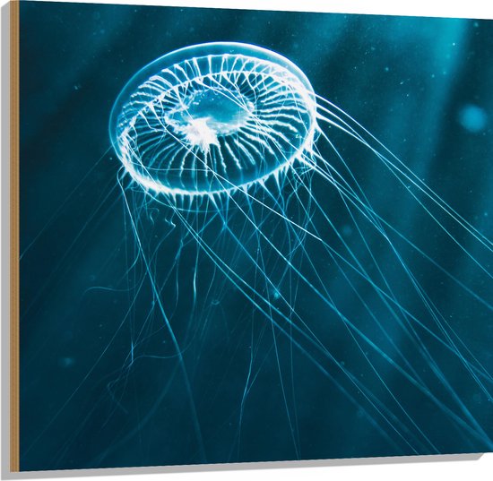 Hout - Doorzichtige Kwal in de Zonnestralen in het Zeewater - 100x100 ...