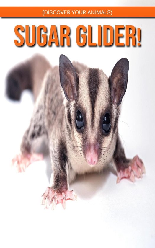 Sugar Glider! (Discover Your Animals) (ebook), Federica Lieto ...