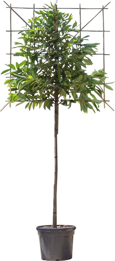 Leilaurier 120 cm Prunus laurocerasus Caucasica 240 cm | bol
