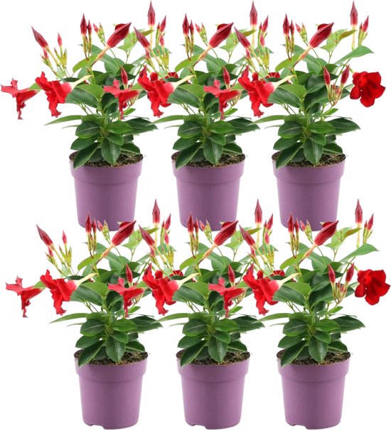 Plants by Frank - 6 x Mandeville rood - Dipladenia Red Ø12 cm - ↨25 cm ...