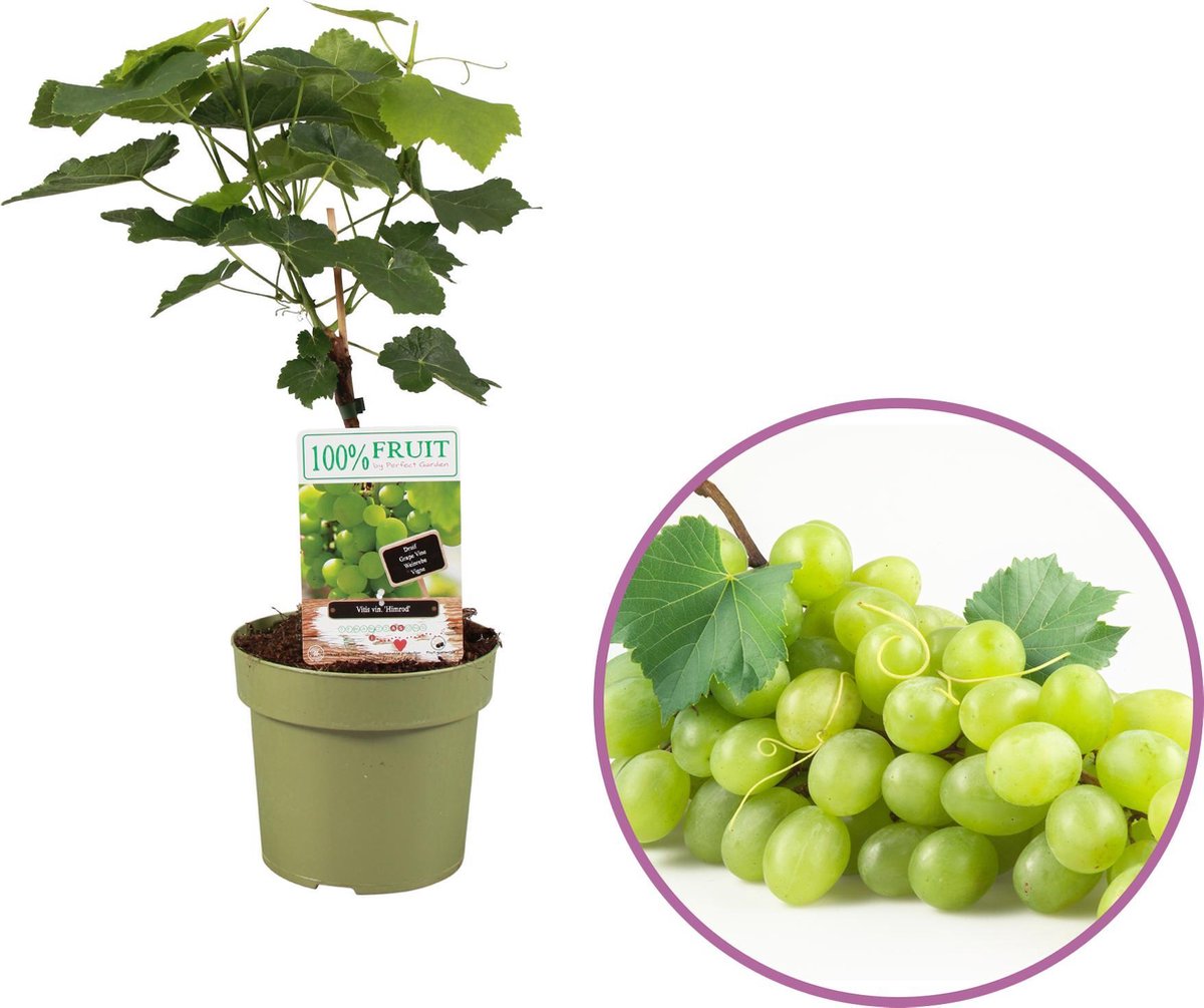 Druivenplant (wit), Vitis vinifera 'Himrod', hoogte 60 - 70 cm ...