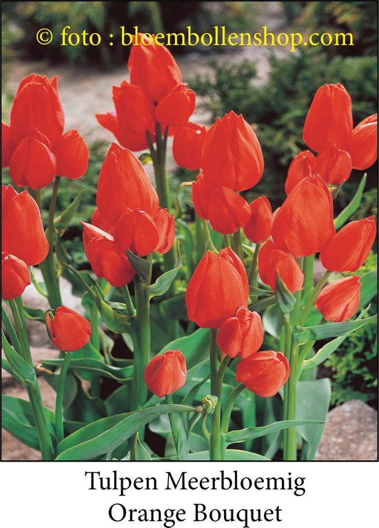 tulp Orange Bouquet 25 bollen maat 12/+ tulpen - bloembollen ...