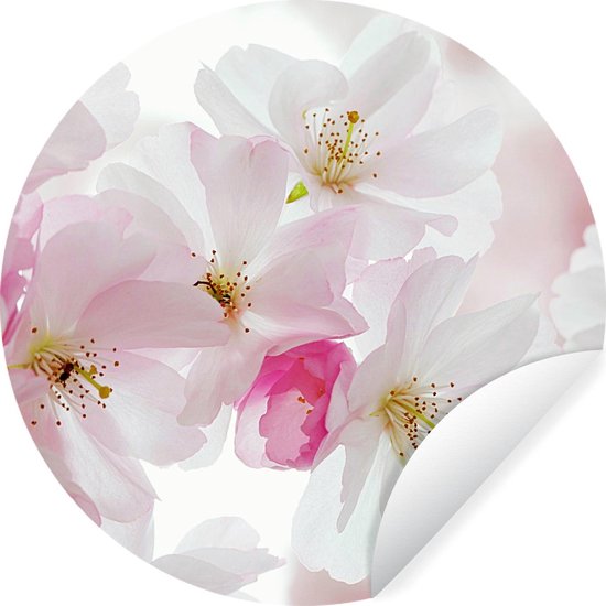 WallCircle - Muurstickers - Behangcirkel - Kersen - Bloesem - Bloemen - 50x50 cm -... | bol.com