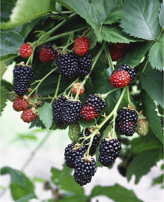 Braam - Doornloze bramenstruik - Rubus fruticosus 'Triple Crown ...
