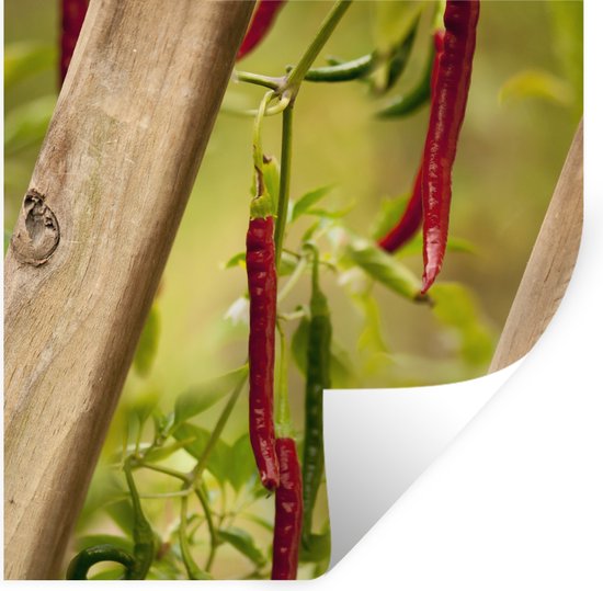 Stickers muraux - Les piments de Cayenne verts et rouges poussent dans ...
