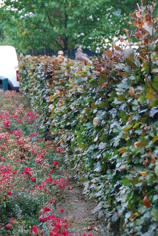 25 stuks | Rode beuk Blote wortel 60-80 cm Extra kwaliteit ...