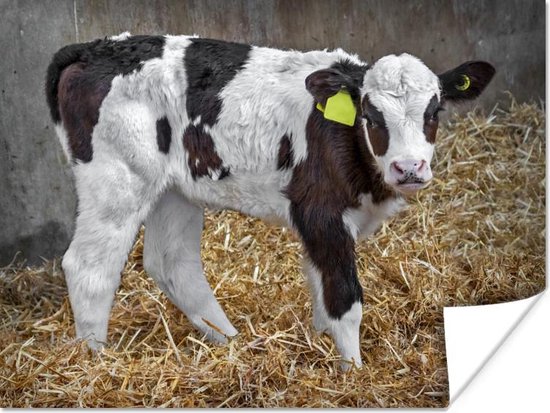 Poster Koe - Stro - Kalf - Dieren - 40x30 cm | bol