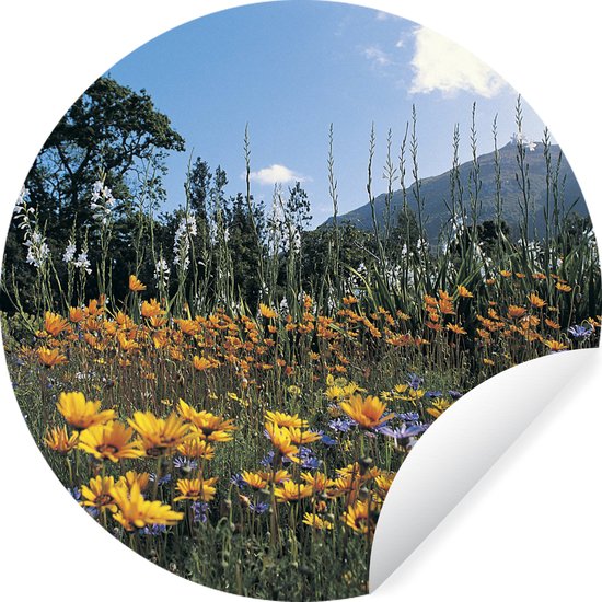 WallCircle - Muurstickers - Behangcirkel - Bloemen - Natuur - Kleur - 30x30 cm -... | bol.com
